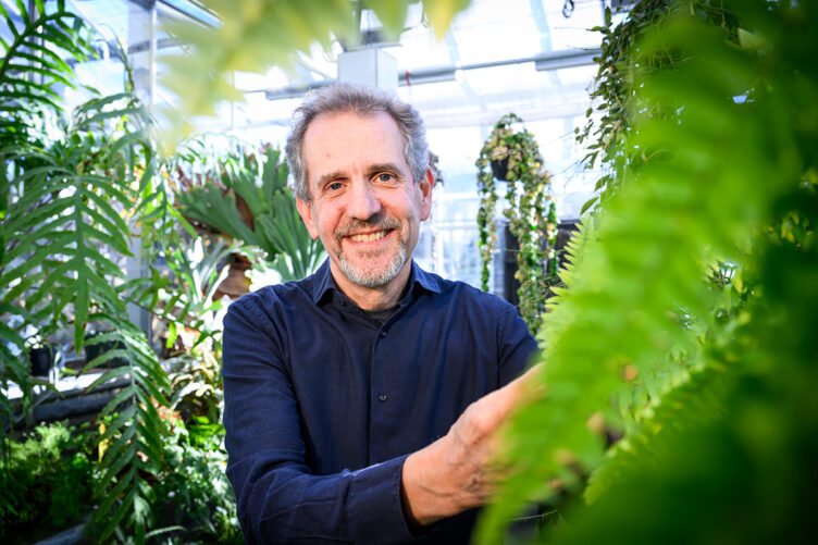 Back from the dead: Tropical tree fern repurposes its dead leaves ...
