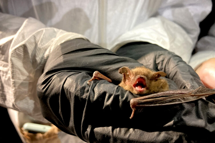 Catching bats for conservation – News Bureau