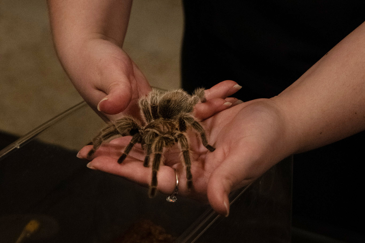Insect Fear Film Festival to feature ‘hairy, scary’ tarantulas – News ...