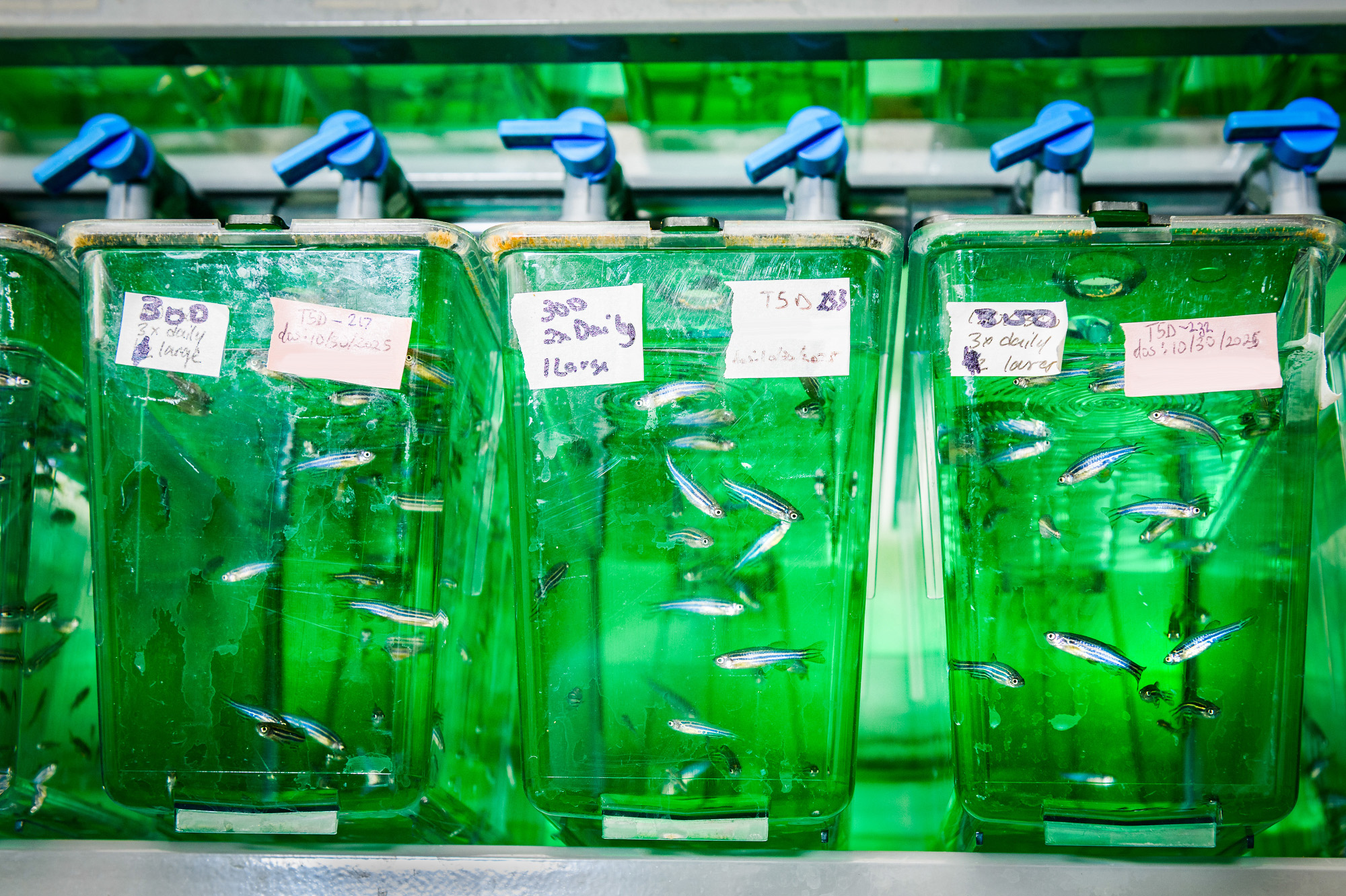 One simple trick makes zebrafish a better model for microbiome research ...